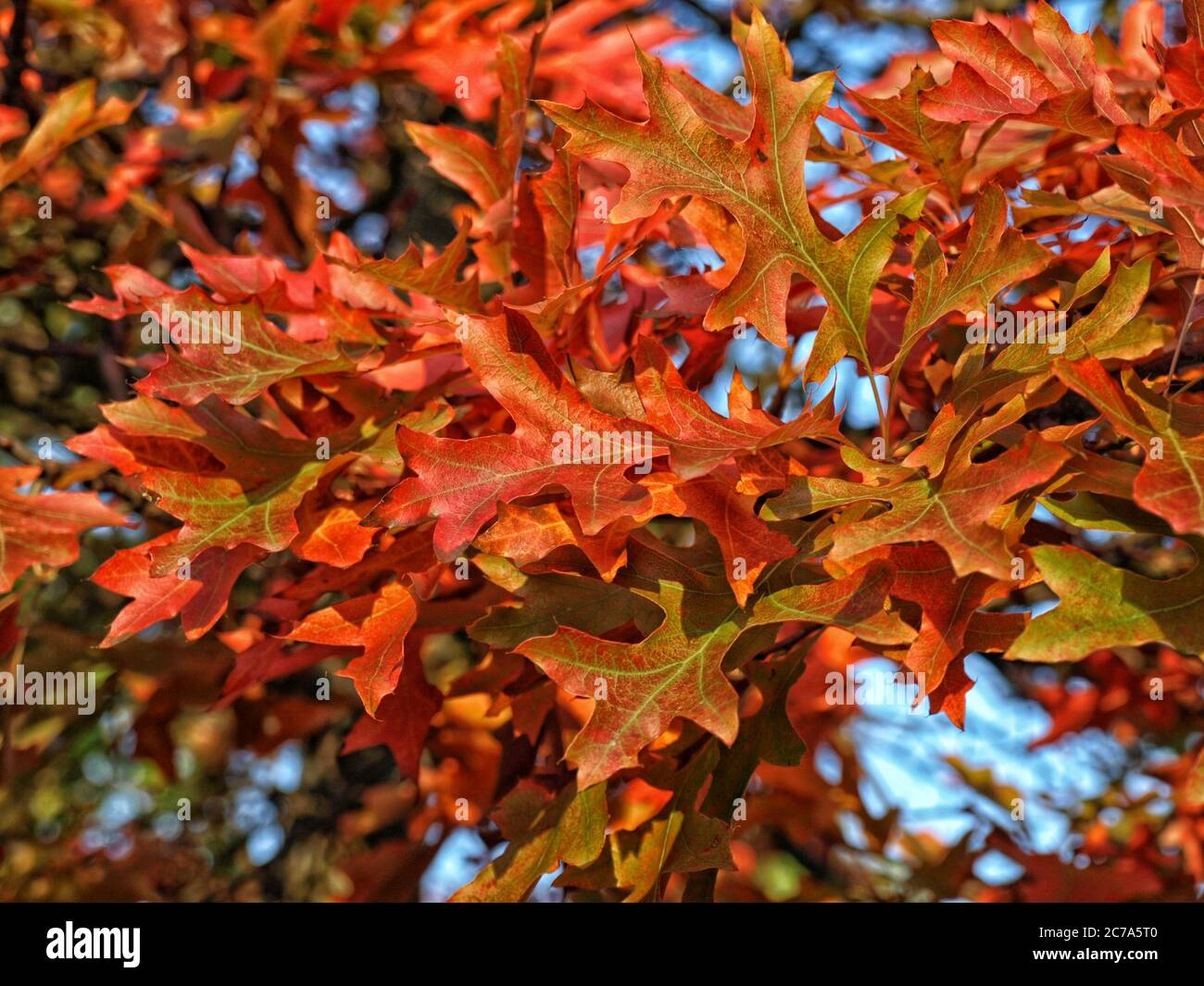 Red oak leaves in hi-res stock photography and images - Alamy