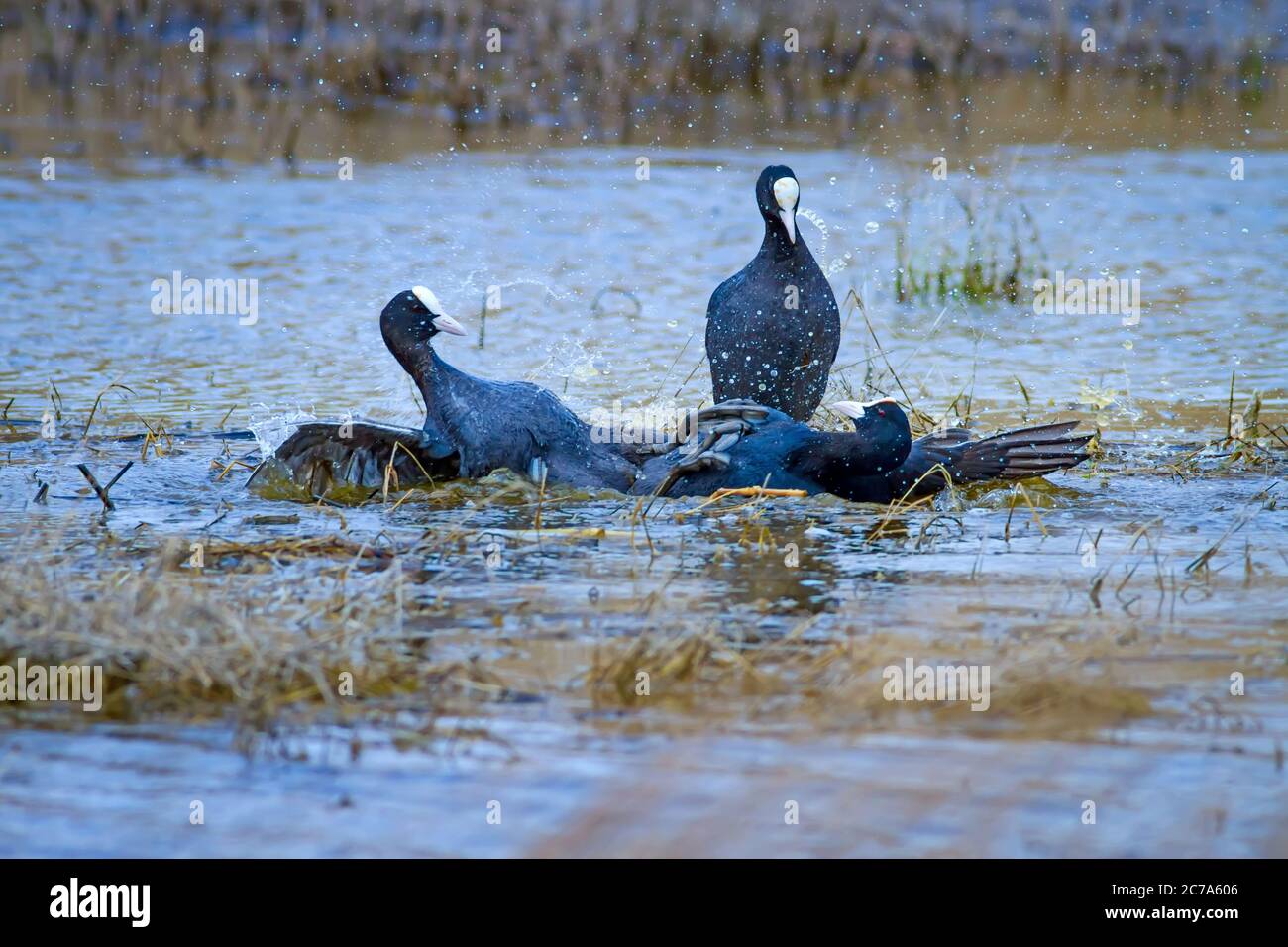 Fighting birds. Blue lake background. Birds: Eurasian Coot Fulica atra ...