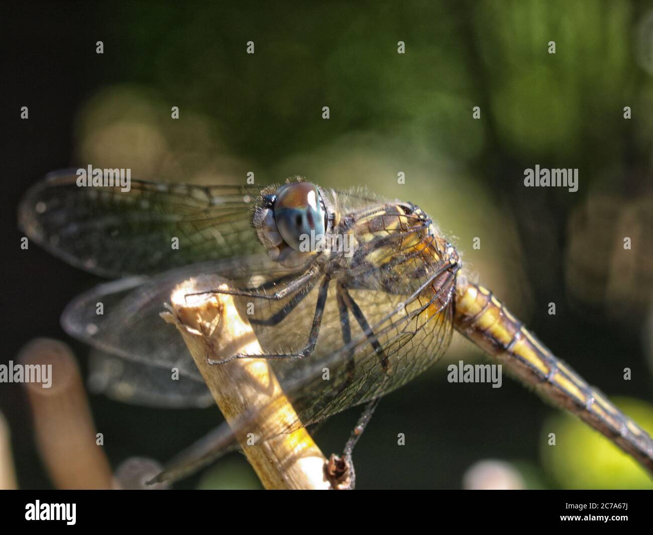 Perched resting hi-res stock photography and images - Alamy