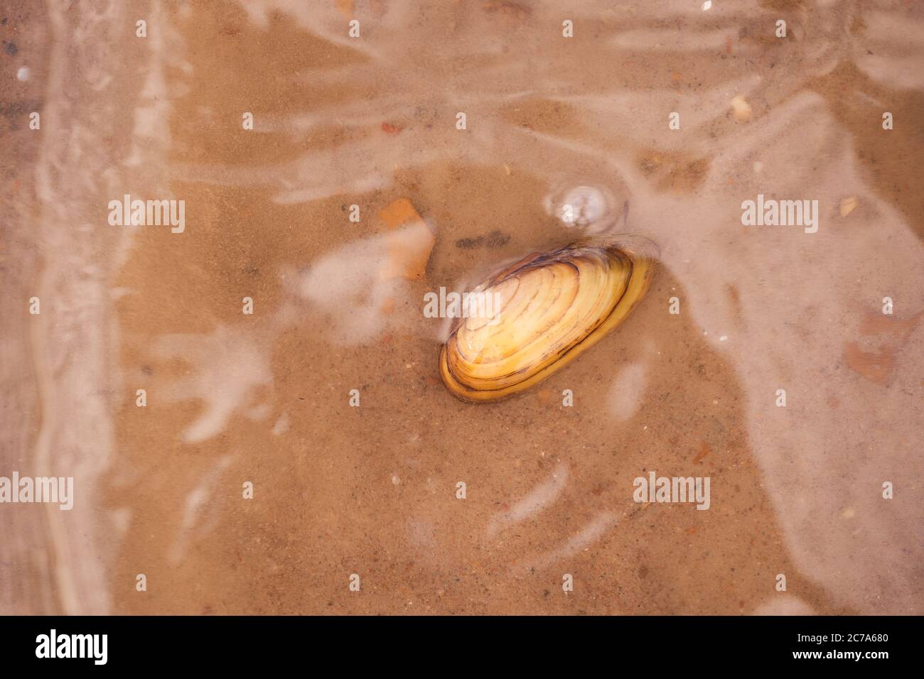 River shell lies in the water on the sand Stock Photo - Alamy