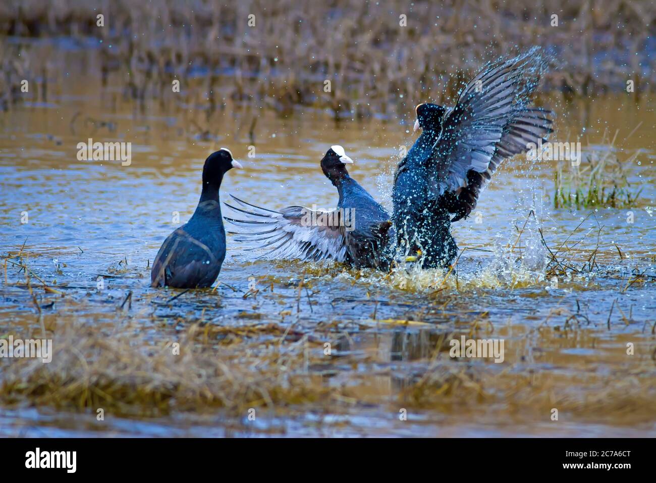 Fighting birds. Blue lake background. Birds: Eurasian Coot Fulica atra ...