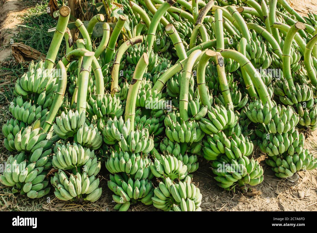 Harvesting banana trees. Bunch of banana. Fresh green banana for export ...