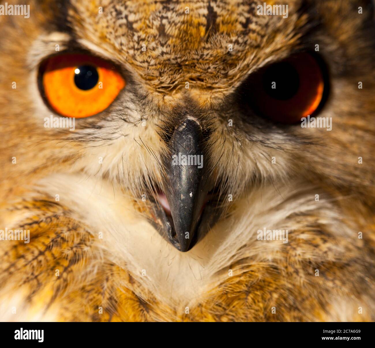 EURASIAN EAGLE OWL - BUHO REAL (Bubo bubo Stock Photo - Alamy