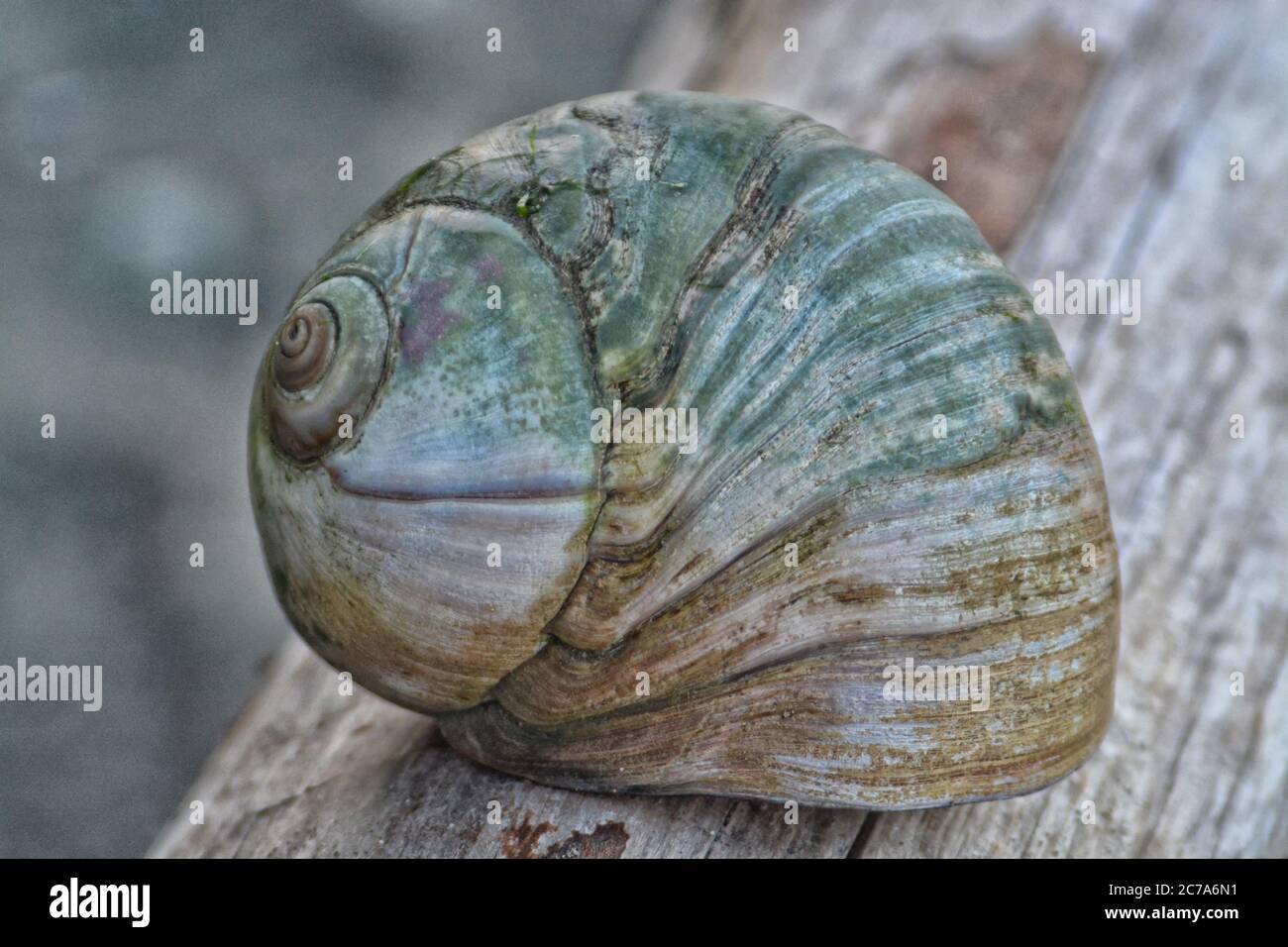 Moon snail hi-res stock photography and images - Alamy