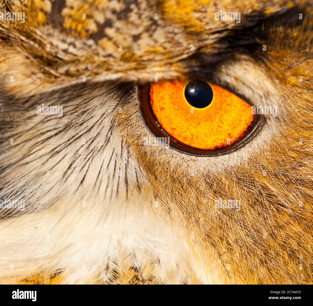 EURASIAN EAGLE OWL - BUHO REAL (Bubo bubo Stock Photo - Alamy