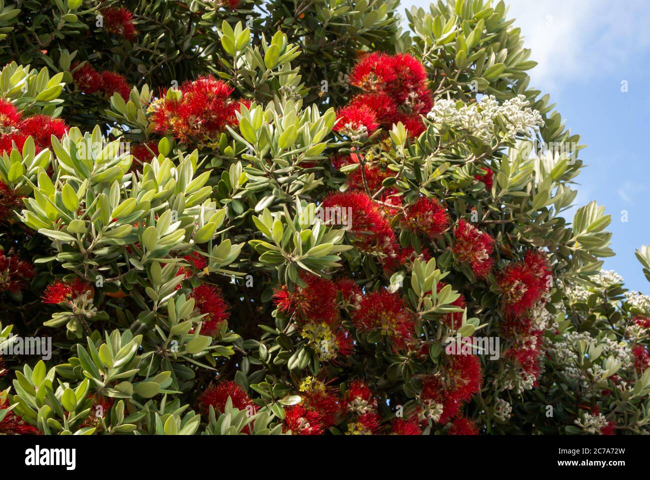 Red flowers of the blooming Callistemon tree Stock Photo - Alamy