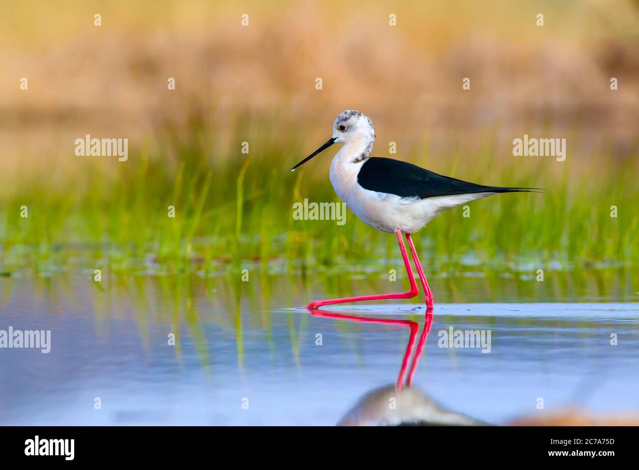 Cute bird black winged Stilt. Colorful nature background. Bird: Black ...