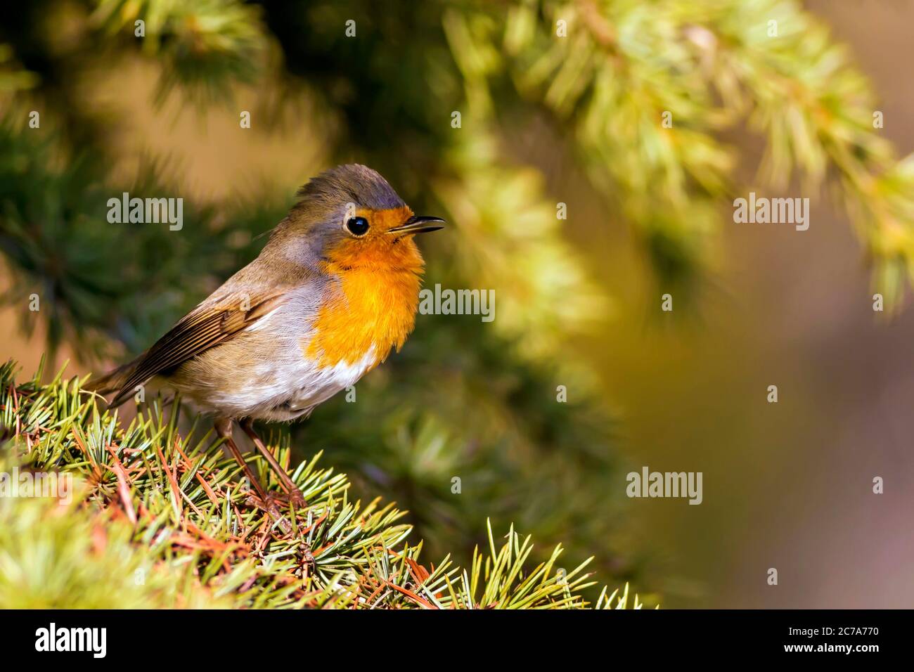 Cute little bird Robin. Nature background. Bird: European Robin ...