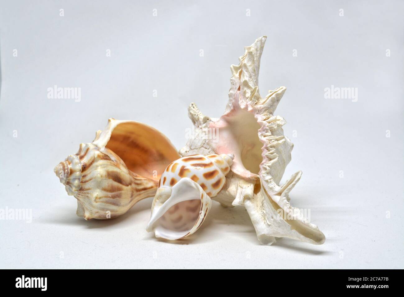 An arrangement of three different types of seashells against a white ...
