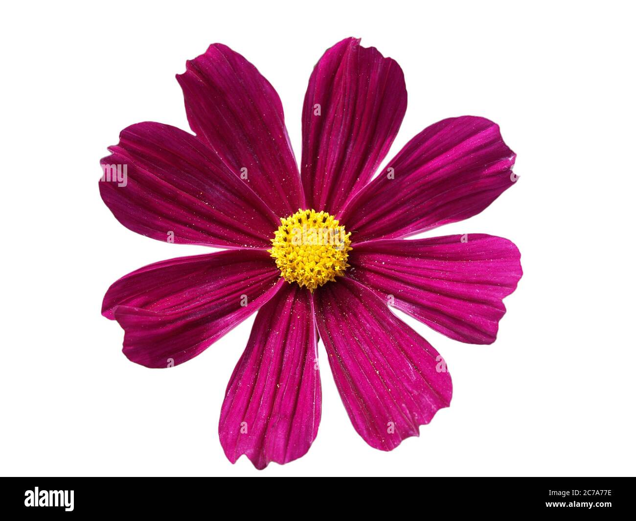 Cosmo flower Cut Out Stock Images & Pictures - Alamy