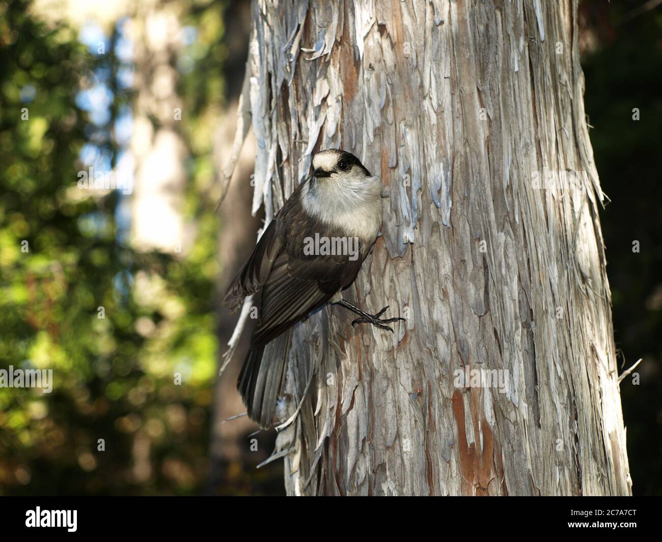 Whiskey Jack or Gray Jay (Perisoreus canadensis), sometimes called the ...