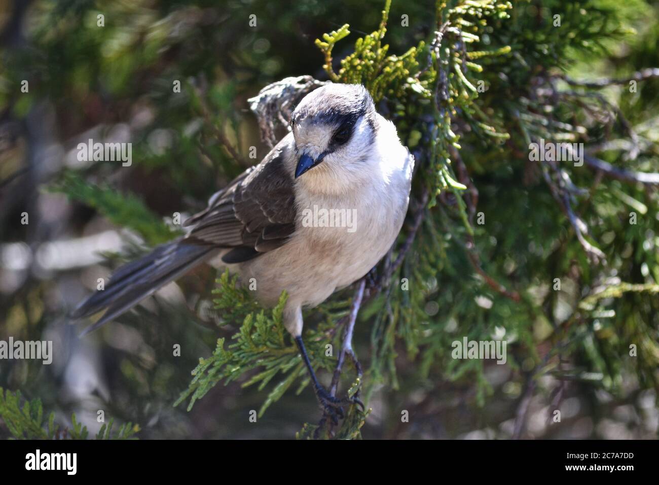 Whiskey jack birds hi-res stock photography and images - Alamy