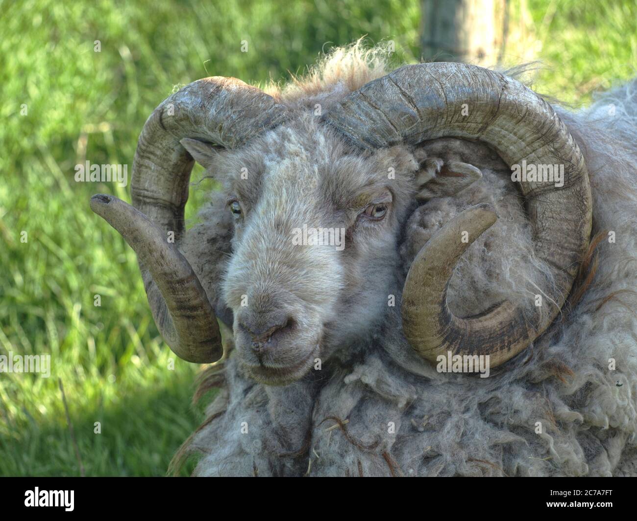 Shetland Sheep ram looking past the camera against a green, grassy ...