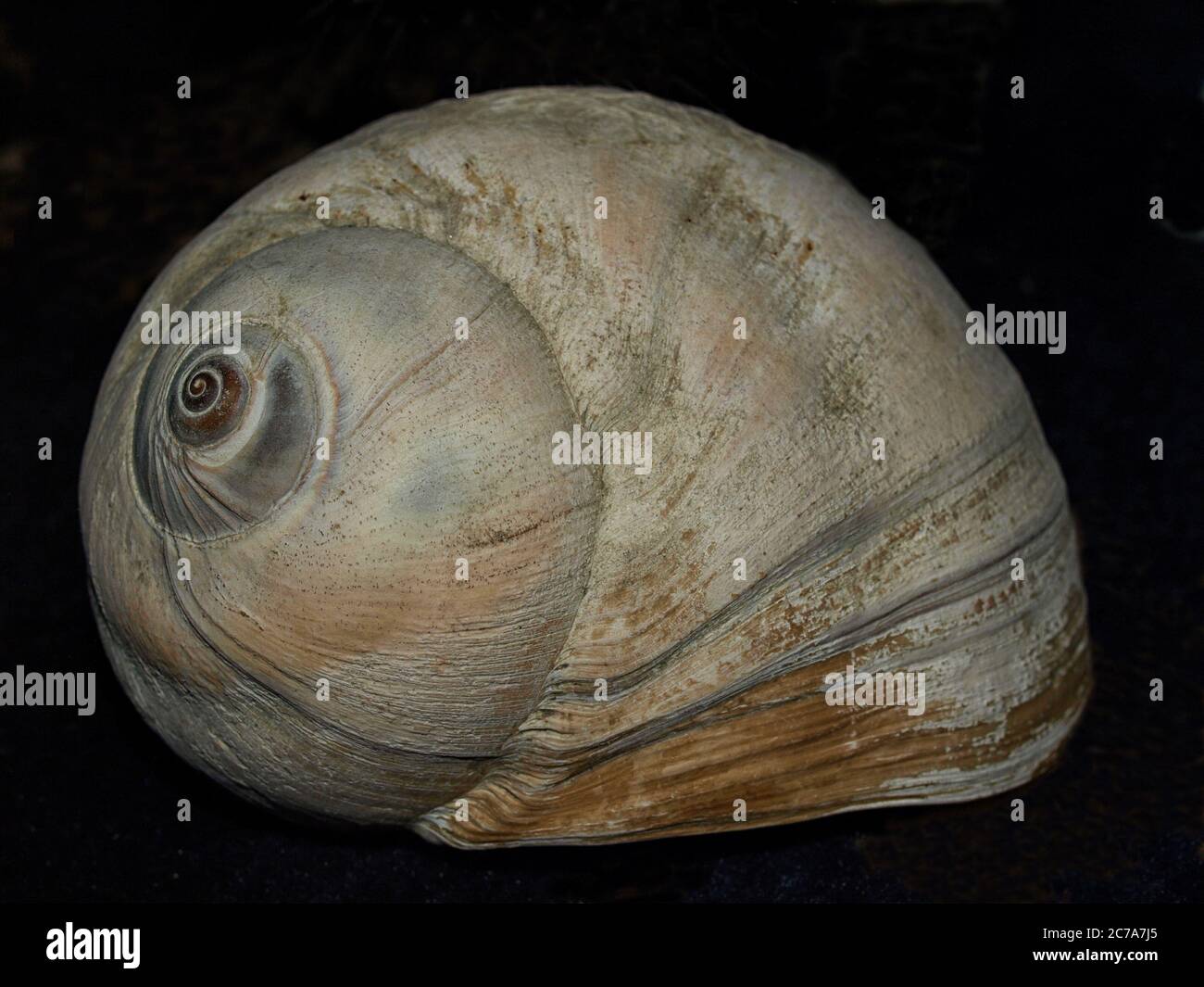 Moon Snail shell isolated against a black background Stock Photo - Alamy