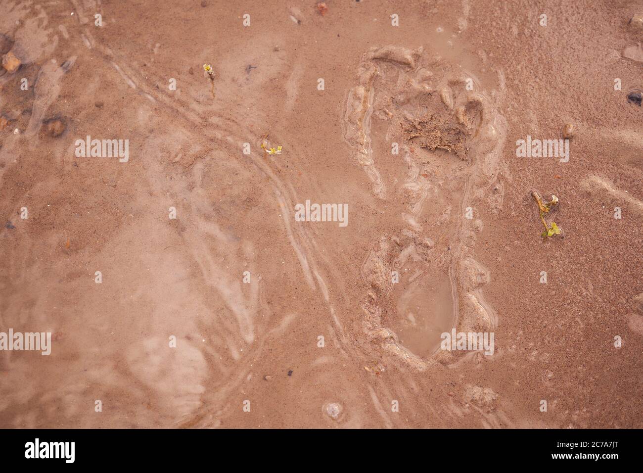 trace of the human foot on the sand Stock Photo - Alamy