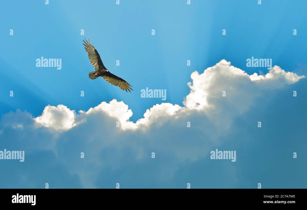 Vulture flying high in the sky hi-res stock photography and images - Alamy