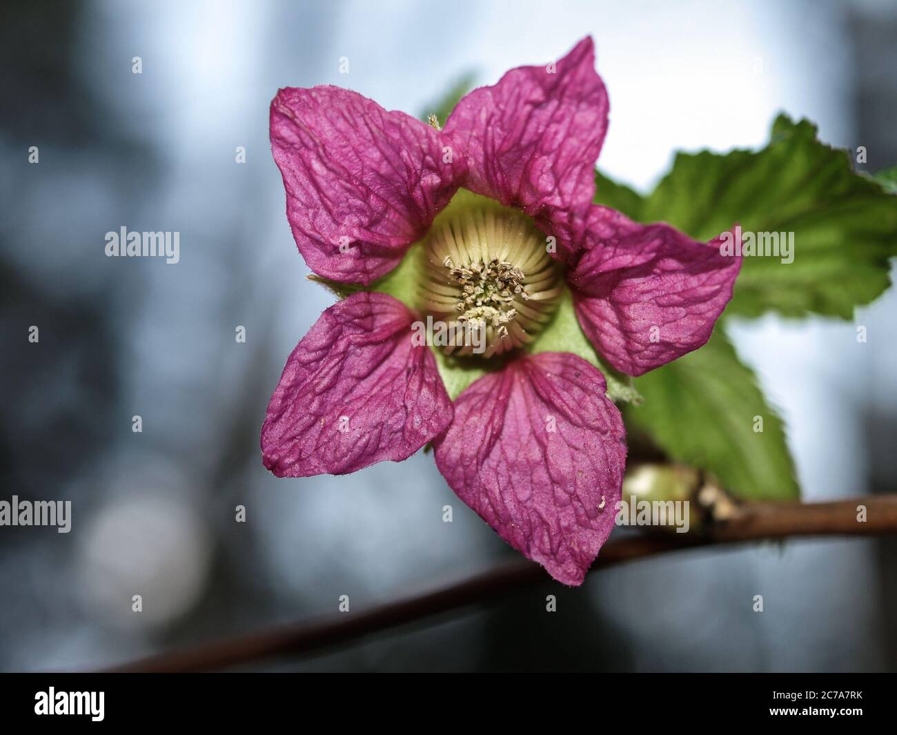 Rubus spectabilis hi-res stock photography and images - Alamy