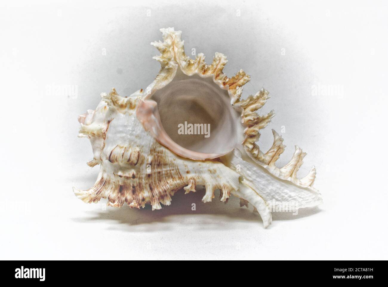 Murex mollusc shell hi-res stock photography and images - Alamy