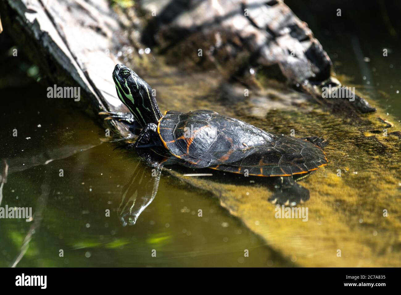 Chrysemys picta hi-res stock photography and images - Alamy