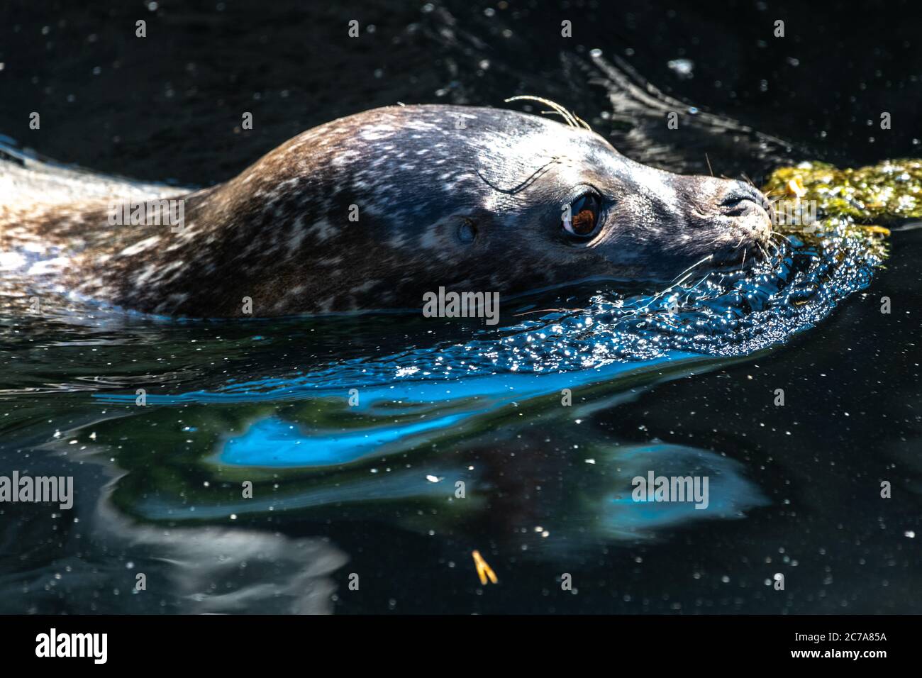 Map earth underwater hi-res stock photography and images - Alamy