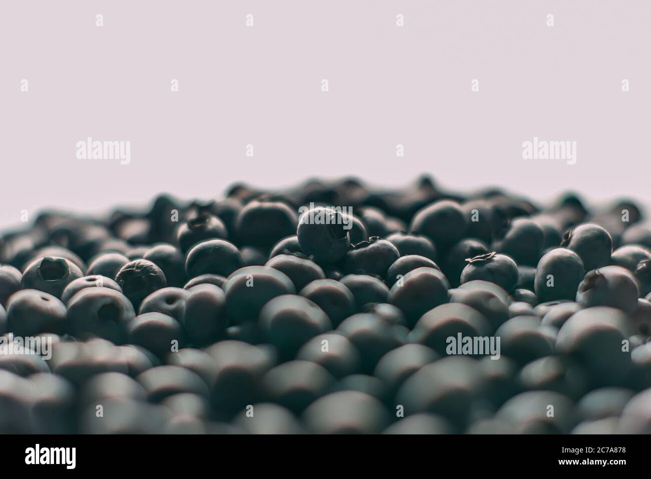 A lot of blueberries picked in forest. Close up blueberries with ...
