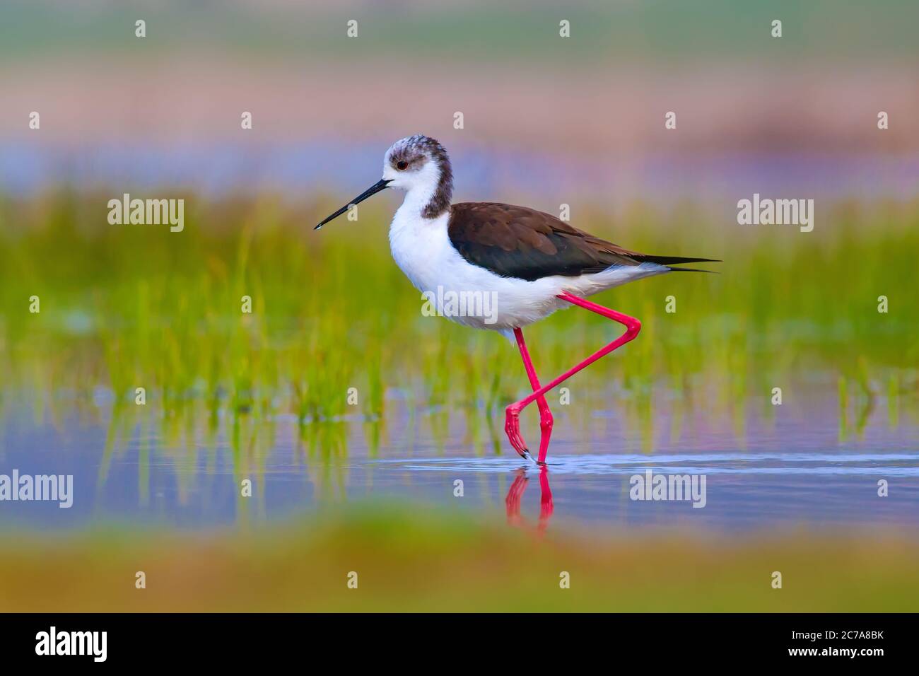Cute bird black winged Stilt. Colorful nature background. Bird: Black ...