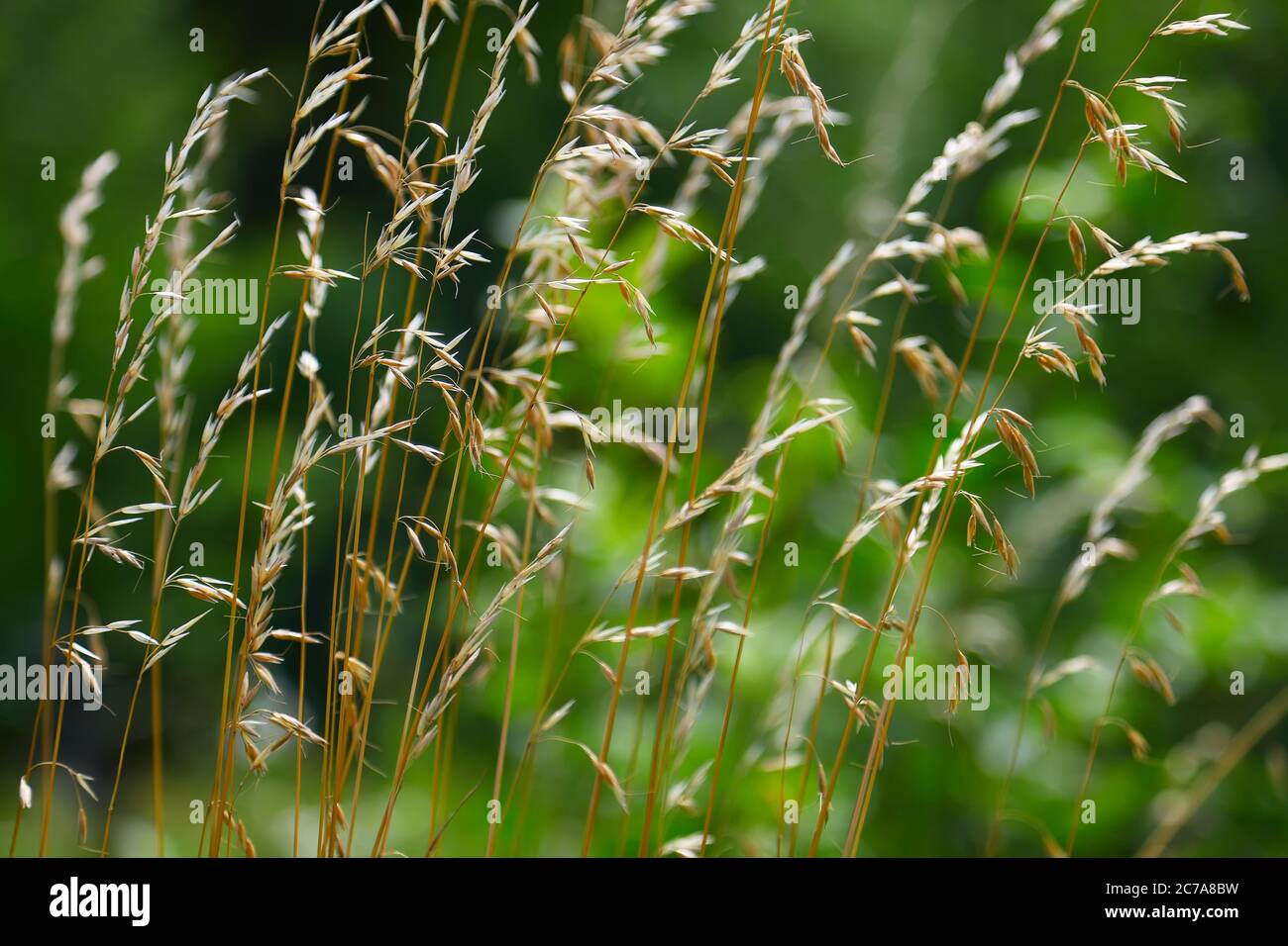 Ray weed sunbeam herb hi-res stock photography and images - Alamy