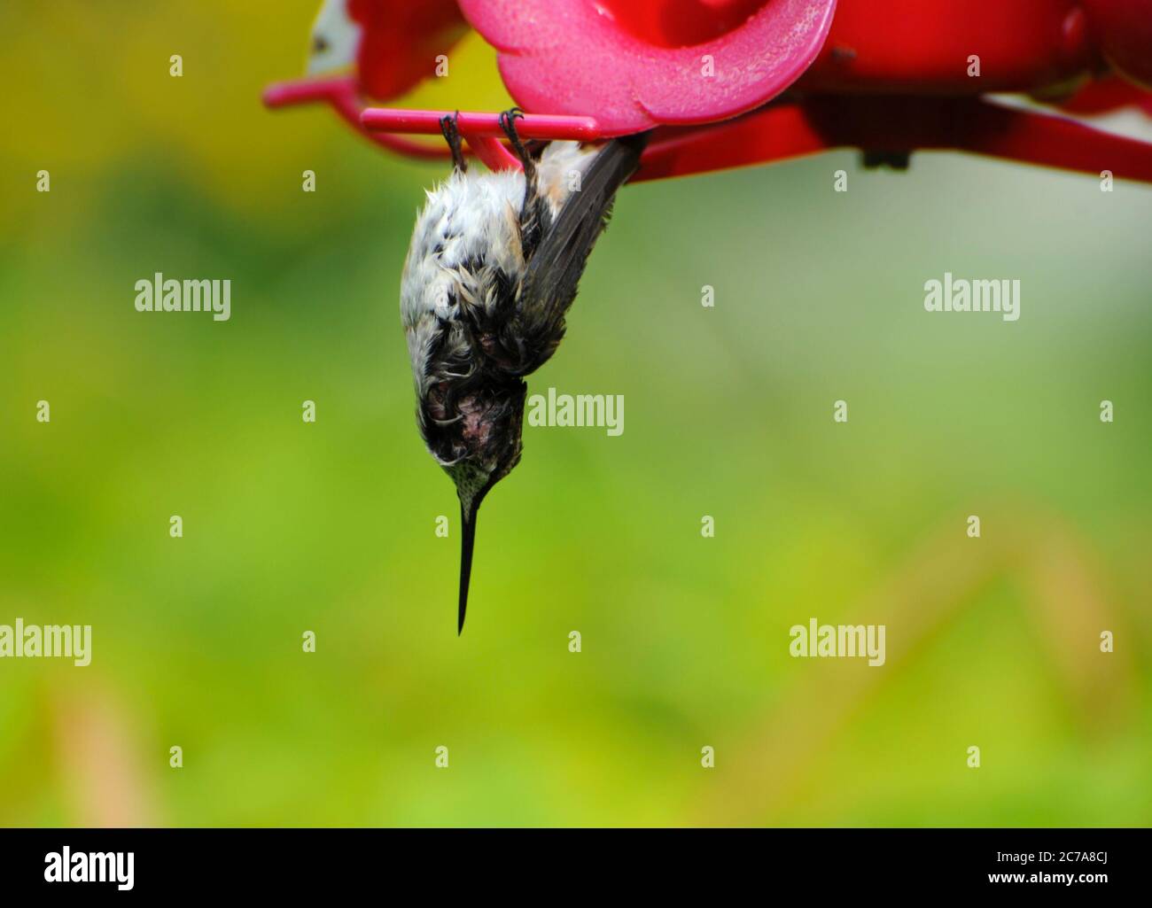 Hummingbird Hanging From Feeder High Resolution Stock Photography and ...