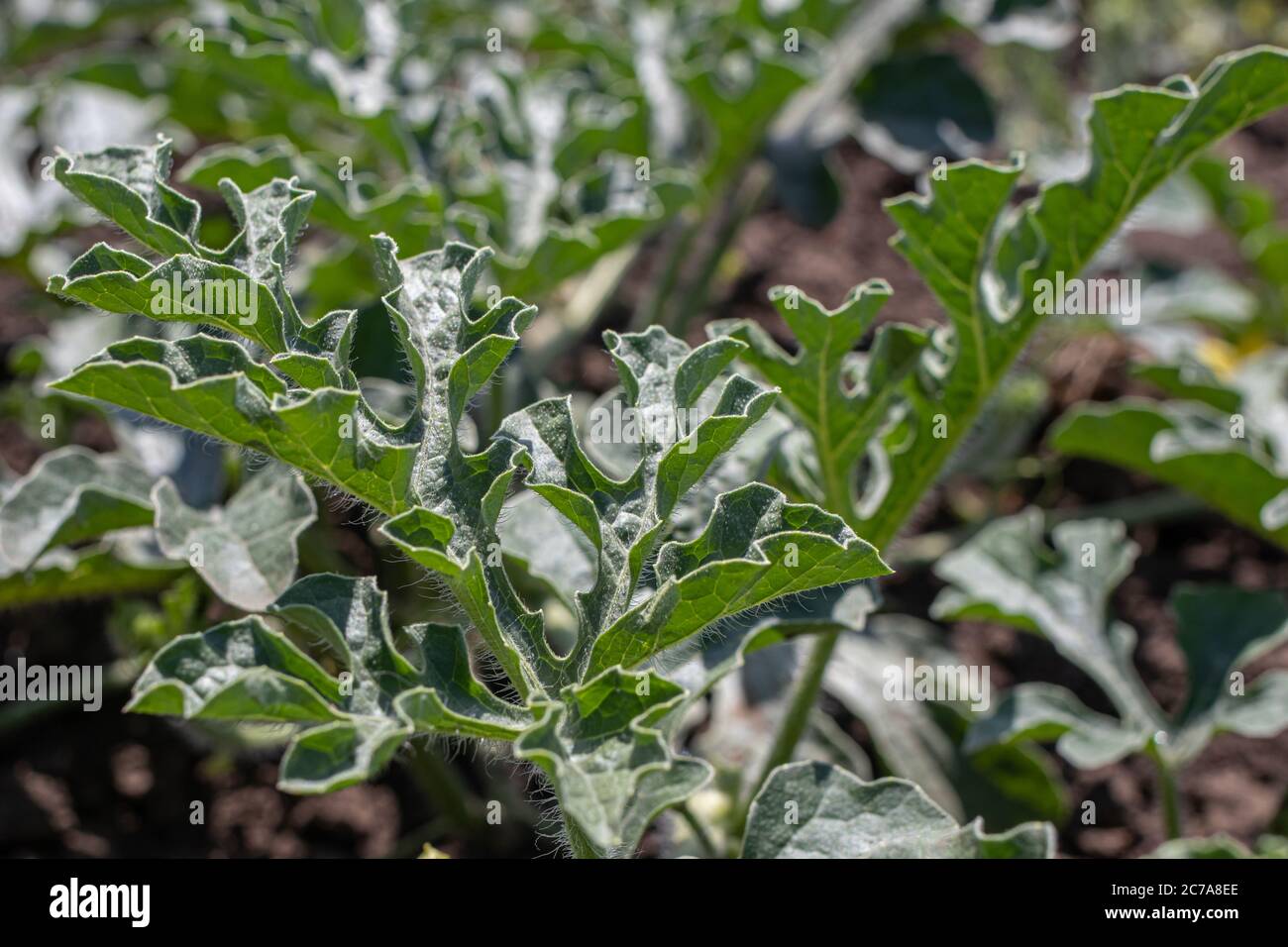 Green watermelon sprouts, a field of bashtan chestnut. How the ...