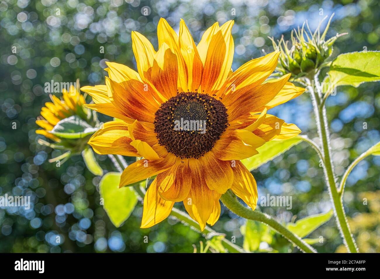 Single large sunflower bloom which is backlit from the sun Stock Photo ...