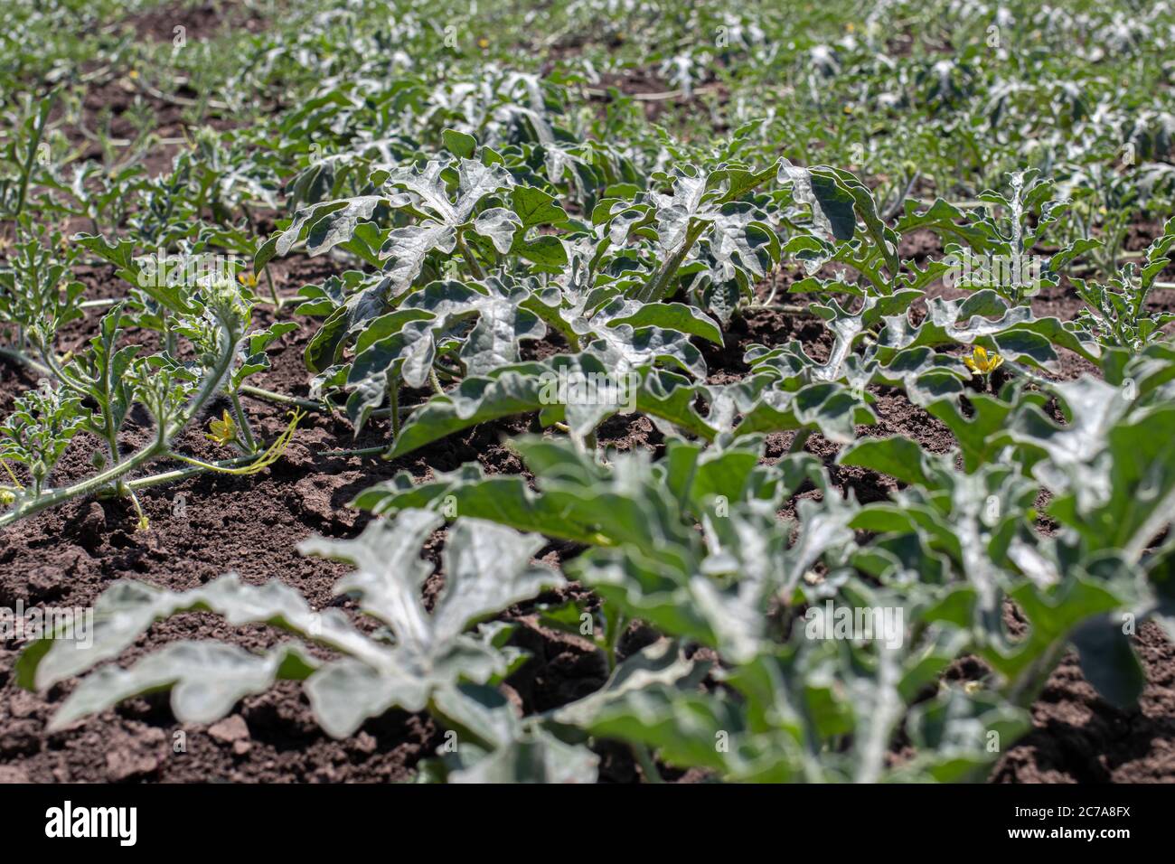 Green watermelon sprouts, a field of bashtan chestnut. How the ...