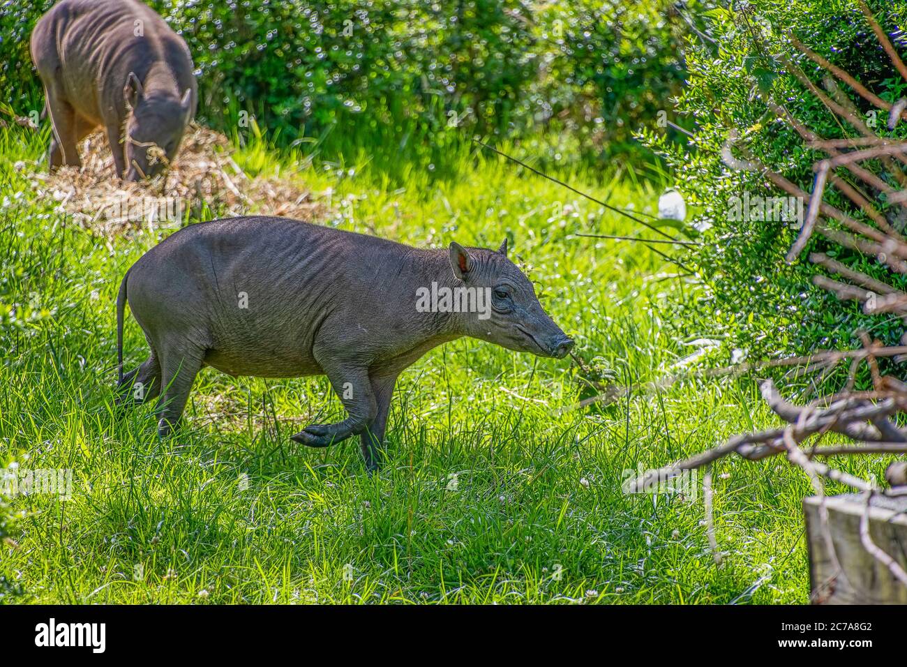 Baby Babirusa