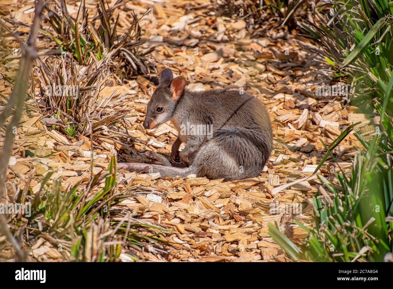 Baby Dusky Pademelon - endangered also known as Dusky Wallaby Stock ...