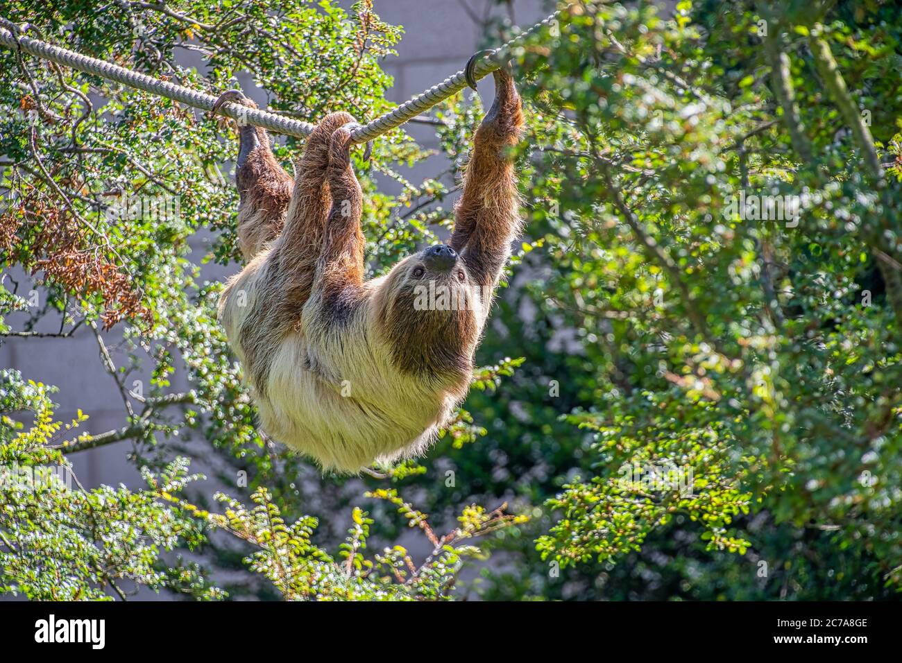 Linnaeus two toed sloth hi-res stock photography and images - Alamy