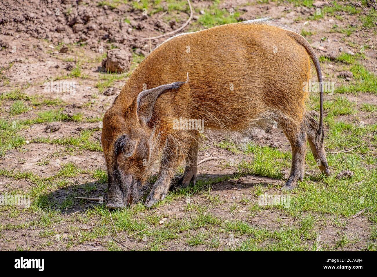 Red River Hog eating grass Stock Photo - Alamy