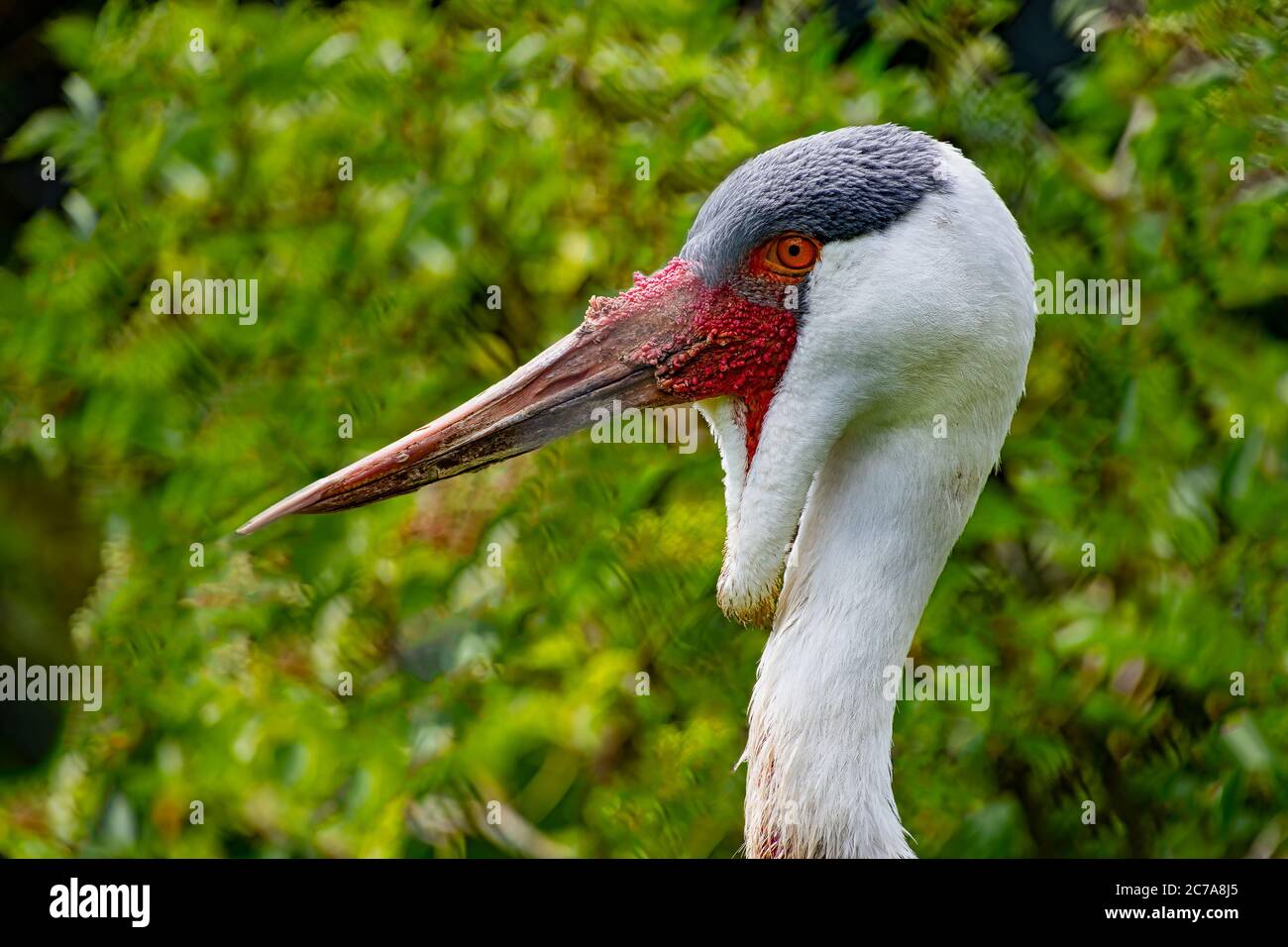 Cranes head hi-res stock photography and images - Alamy