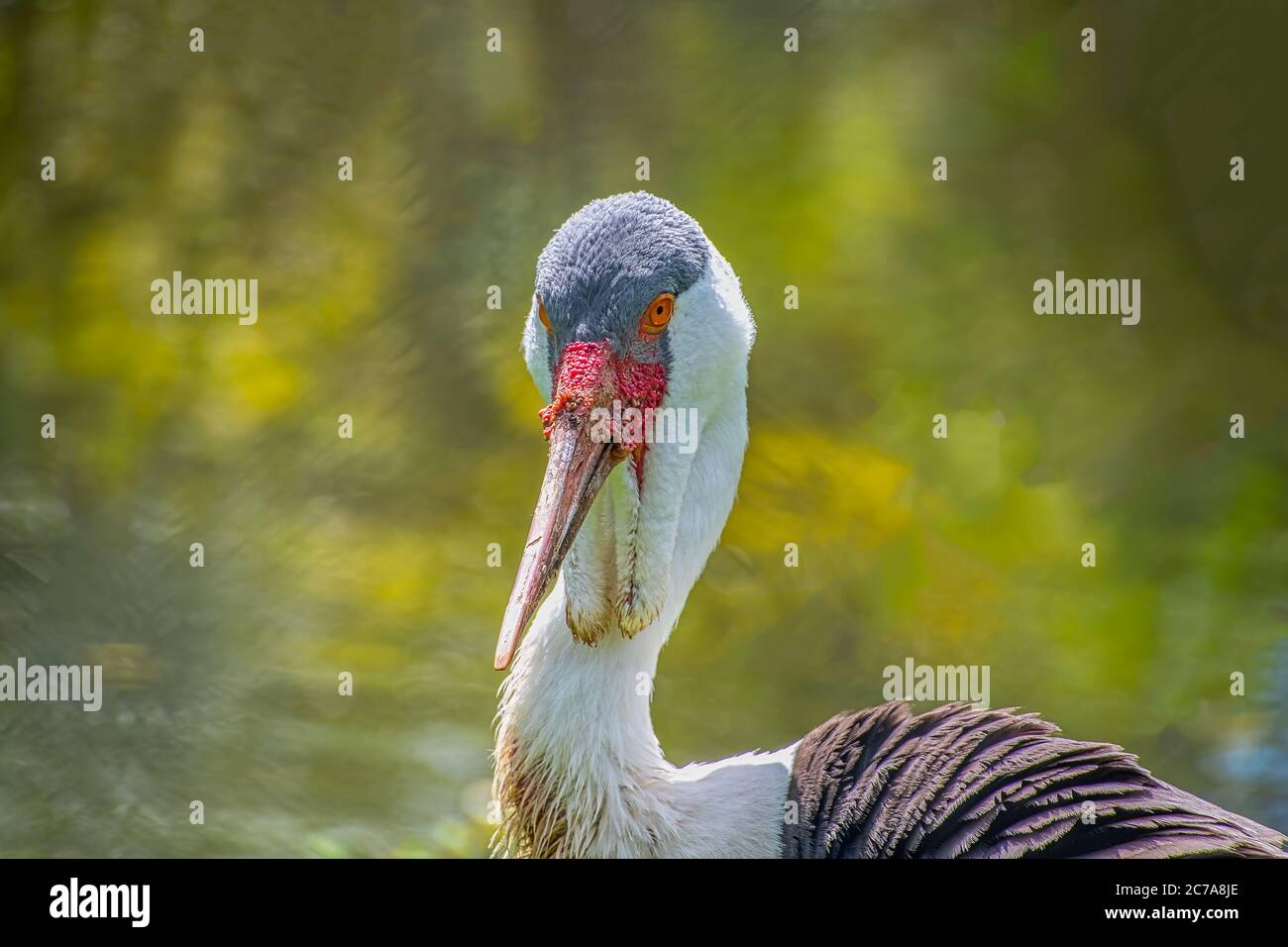 Wattled crane head hi-res stock photography and images - Alamy