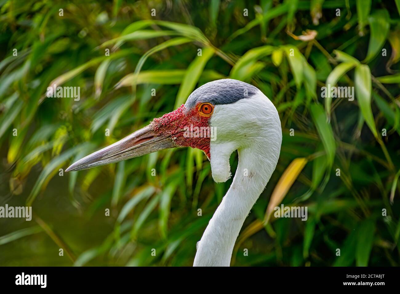 Cranes head hi-res stock photography and images - Alamy