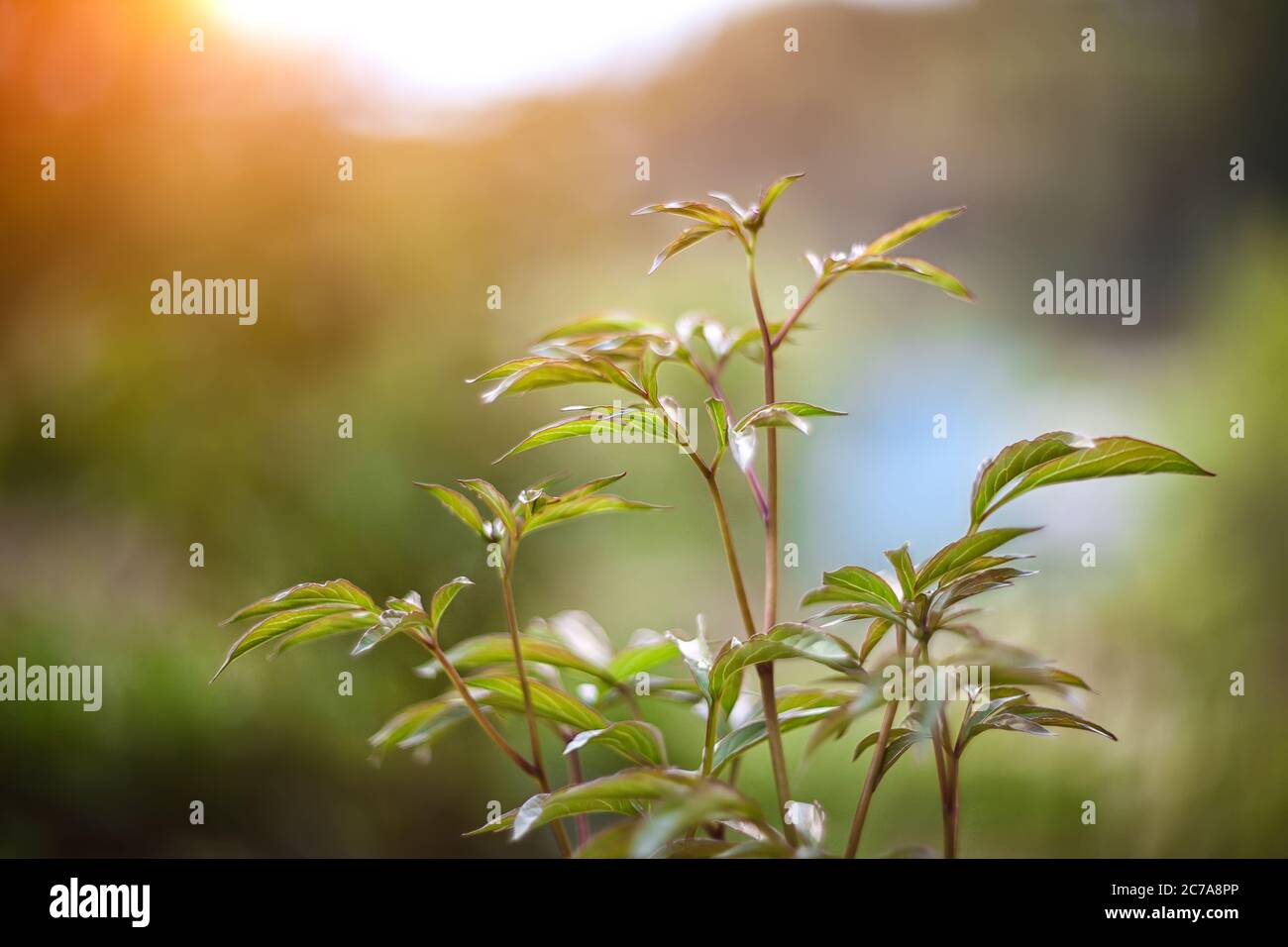 twinkling lights vivid color blurred bokeh spring from leaf background. Abstract nature and soft ...