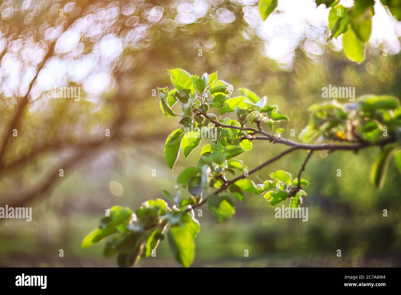 twinkling lights vivid color blurred bokeh spring from leaf background. Abstract nature and soft ...
