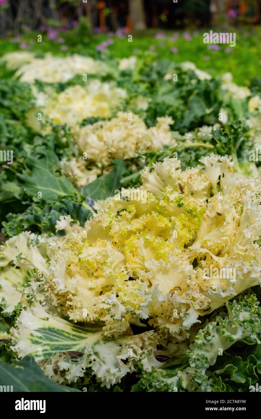 Taipei taiwan vegetables hi-res stock photography and images - Alamy