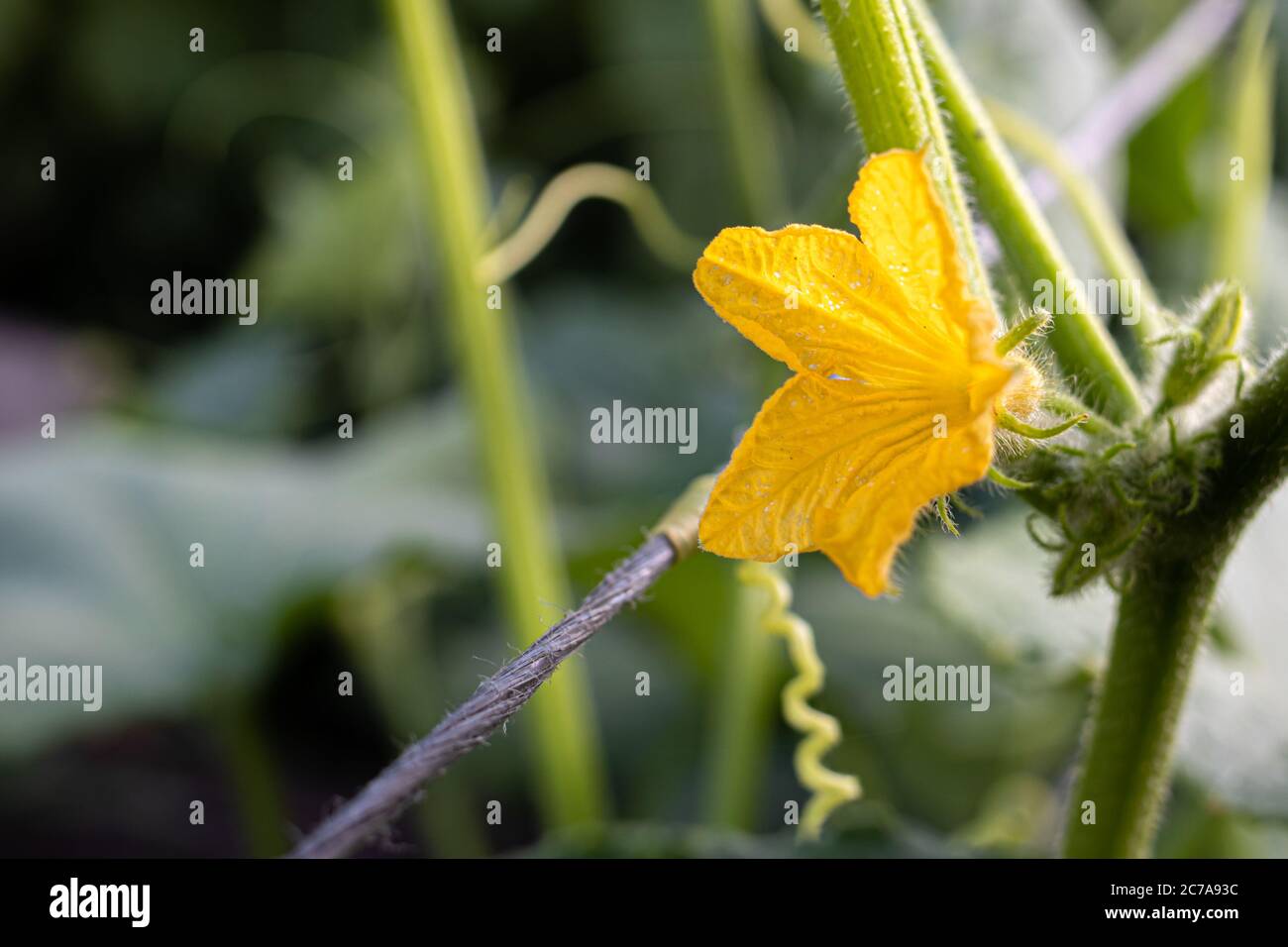 Cucumber flower hi-res stock photography and images - Alamy