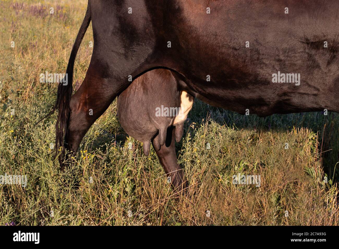 Udder Dairy Cow High Resolution Stock Photography and Images - Alamy