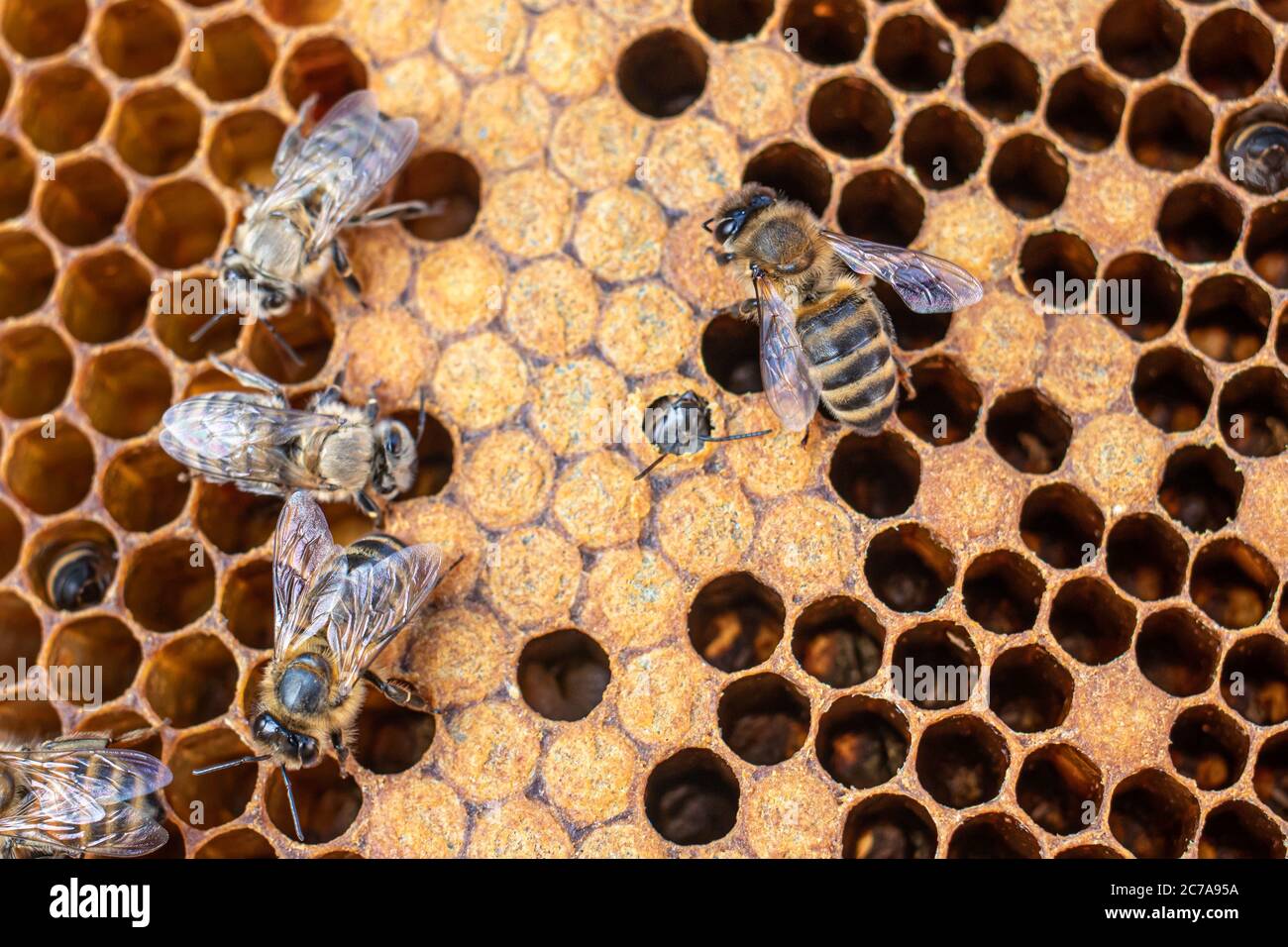 Larvae bee hi-res stock photography and images - Alamy