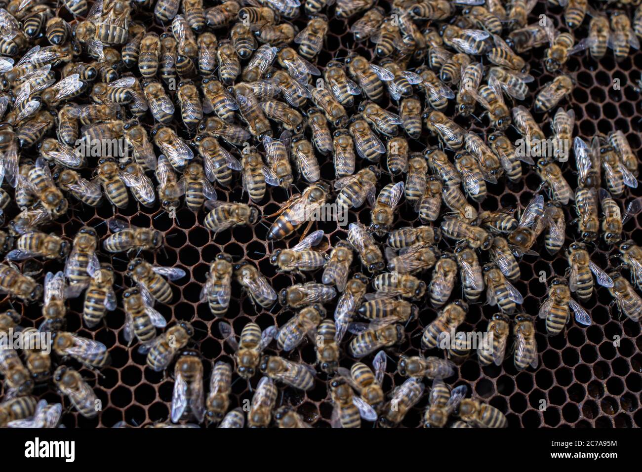 Bees on honeycombs and queen bee. The beekeeper. The hive from the ...