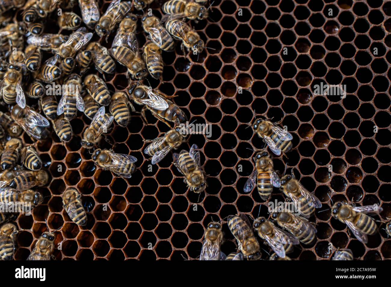 Inside Bee Hive High Resolution Stock Photography and Images - Alamy