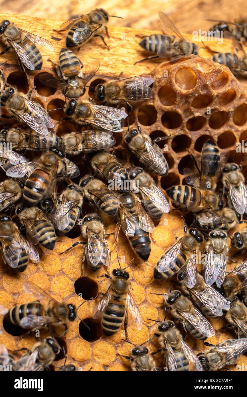 Queen bee. Bee brood on honeycombs. Hatching young bees, pupae, larvae ...