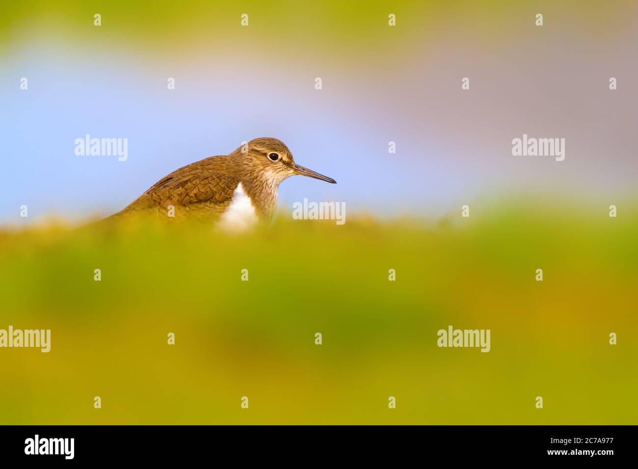 Cute bird Sandpiper. Colorful nature background. Bird: Common Sandpiper ...