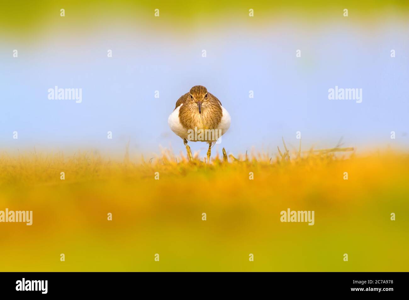 Cute bird Sandpiper. Colorful nature background. Bird: Common Sandpiper ...