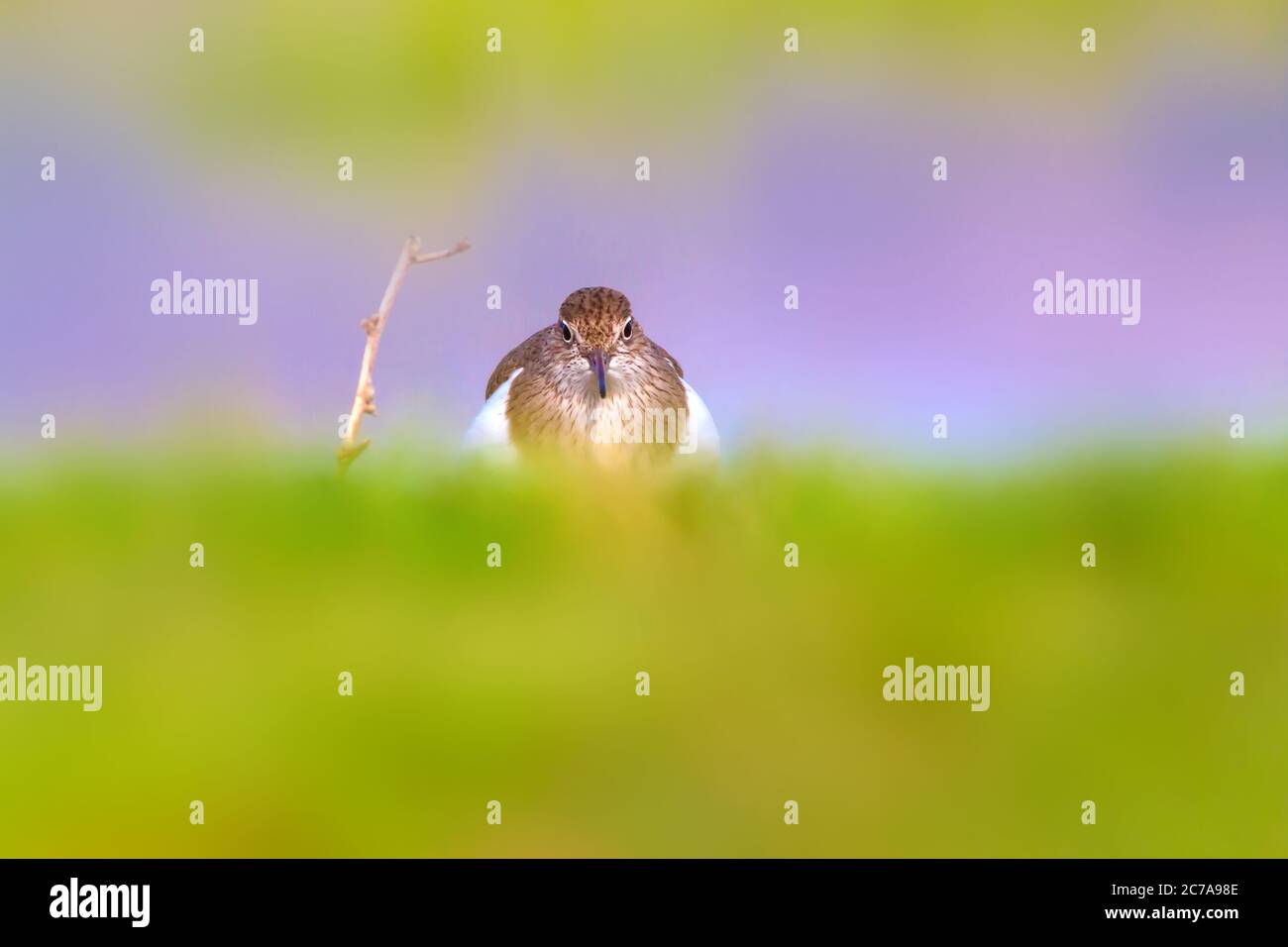 Cute bird Sandpiper. Colorful nature background. Bird: Common Sandpiper ...